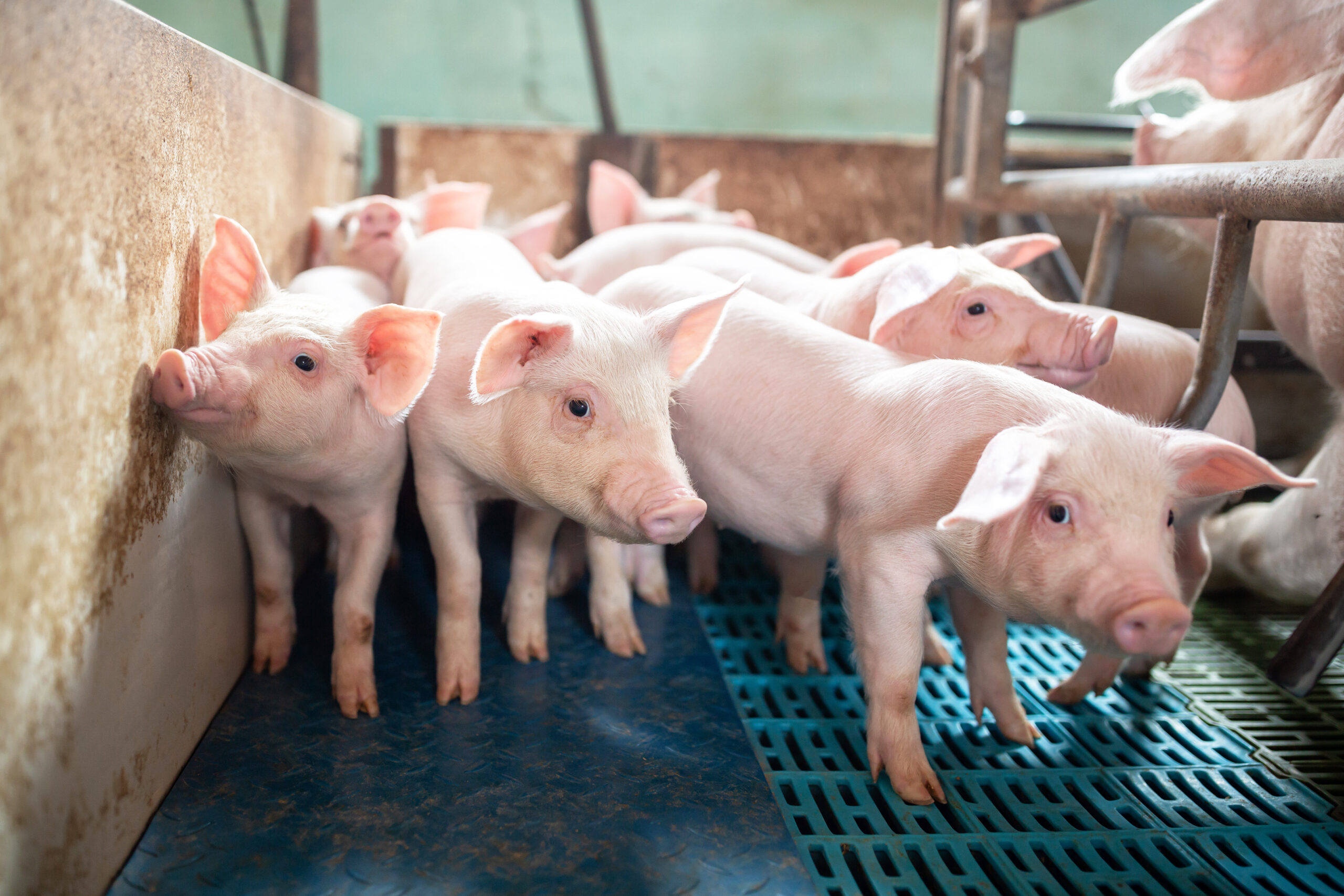 THE KEY FOR IMPROVING PIGLET QUALITY IN NURSERY DIETS - APC