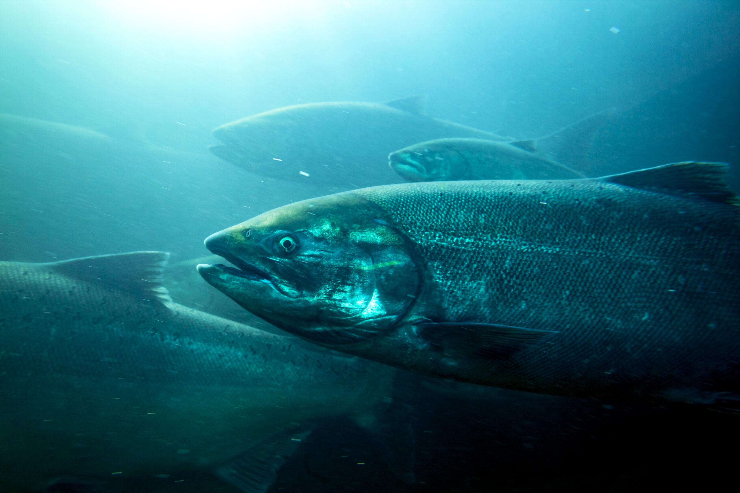 AP 301 Red Cells: A Sustainable Protein for Modern Aquafeeds - APC